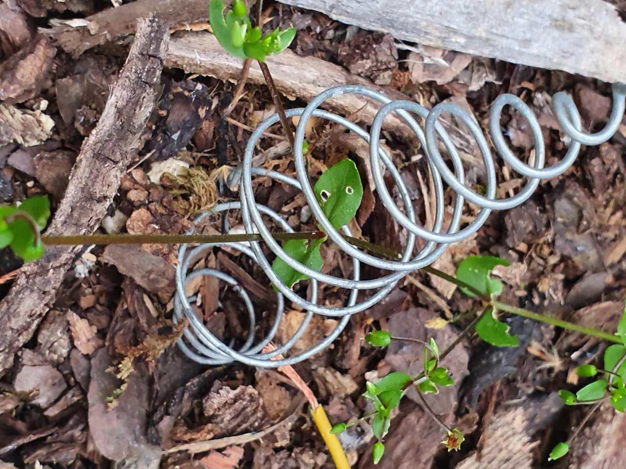 Elettrocoltura: misurazione campo eterico spirale romboidale