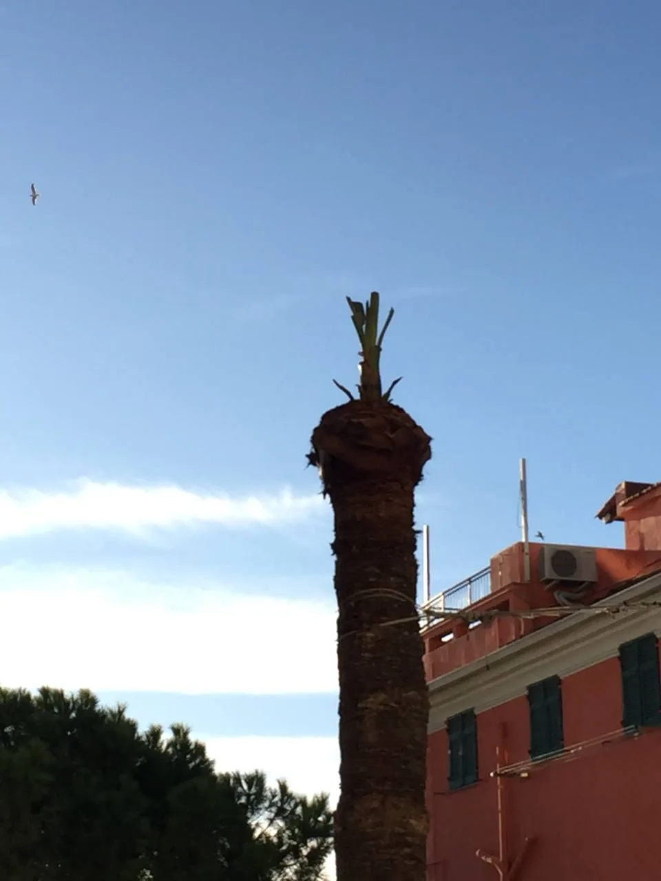 Palma salvata con elettrocoltura